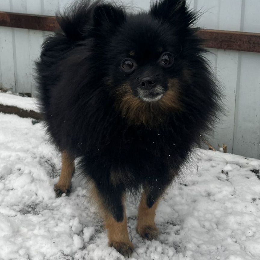 Померанский шпиц, взрослая собака