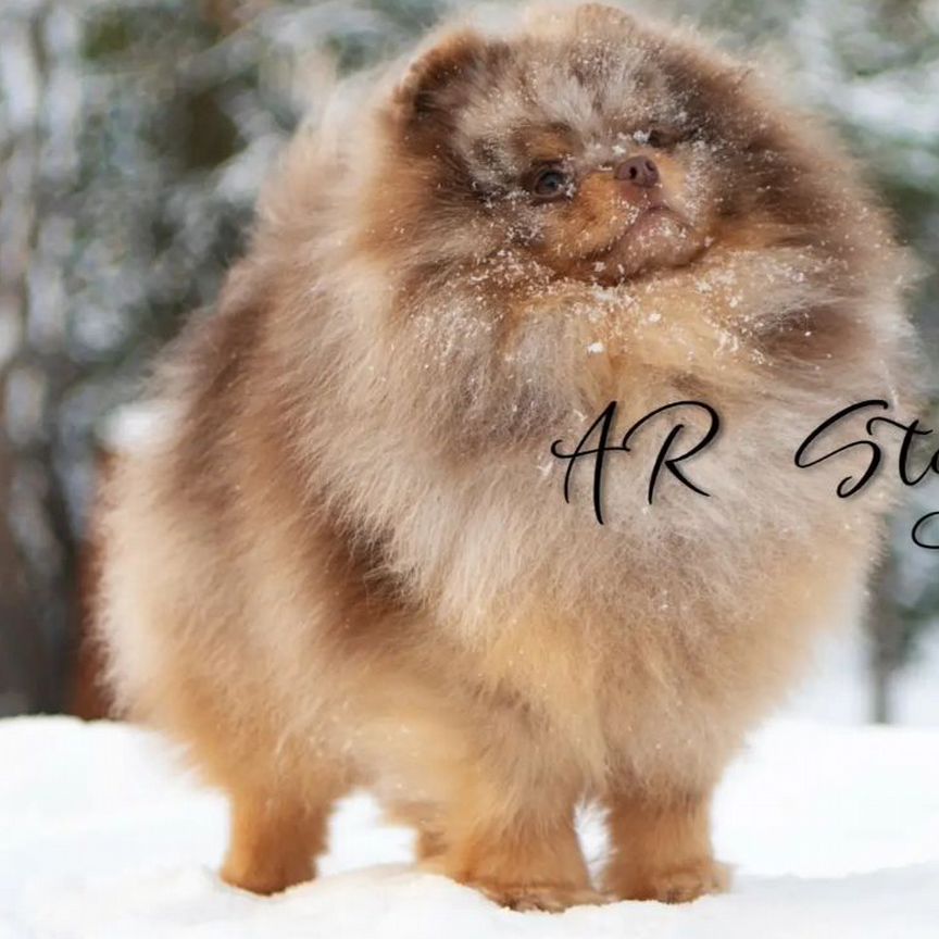 Померанский шпиц, вязка