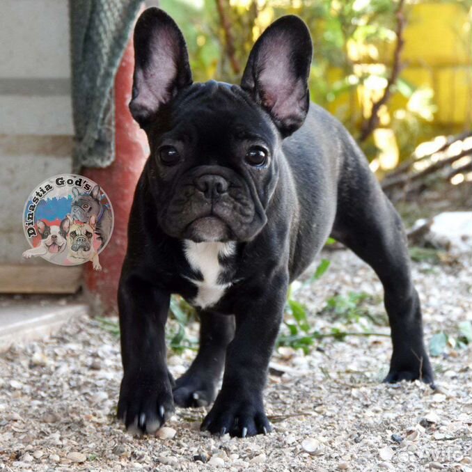 Французский бульдог миниатюрная девочка