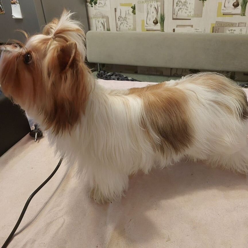 Русская салонная собака, щенок