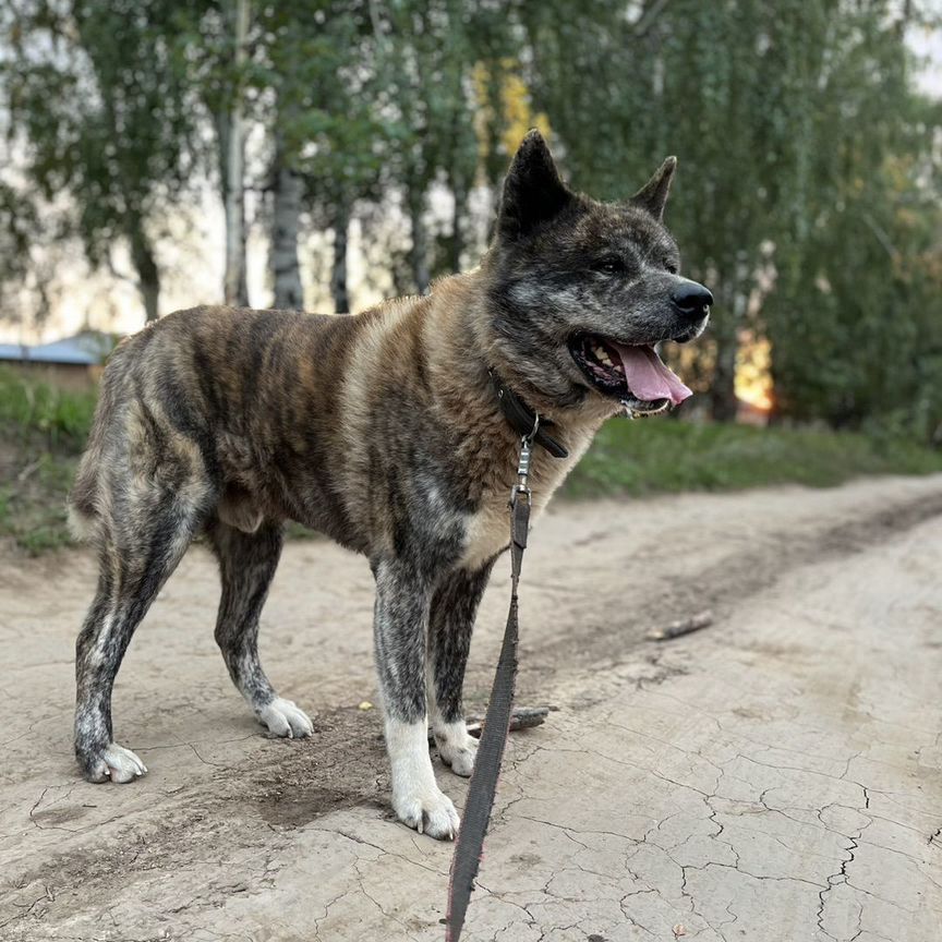 Японская акита