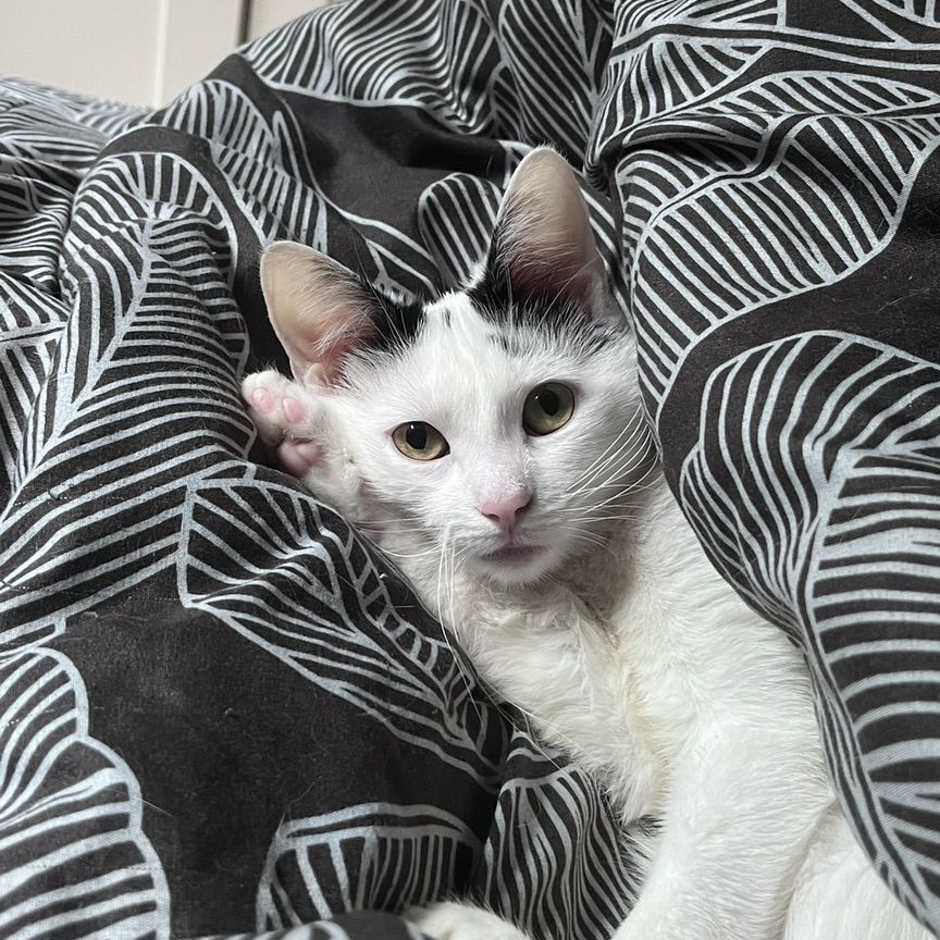 Смешная кошечка