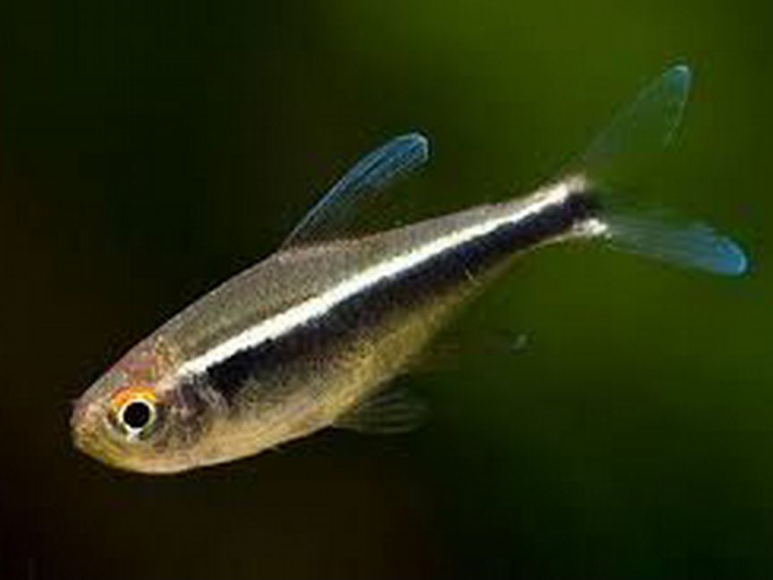 Неон черный