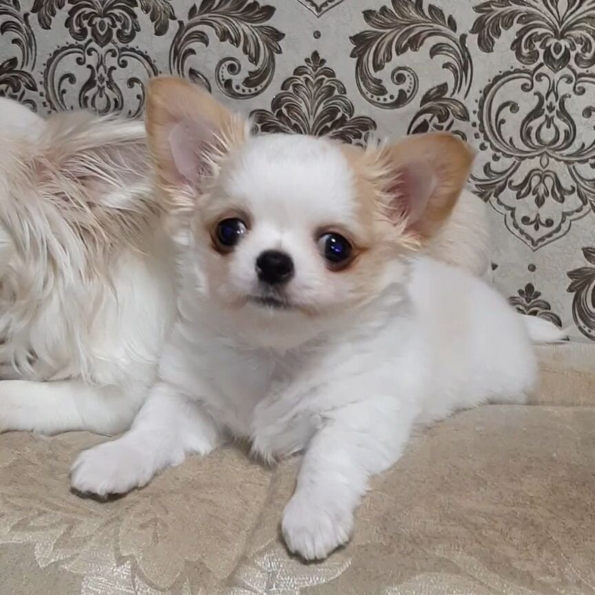 Шикарные мальчишки