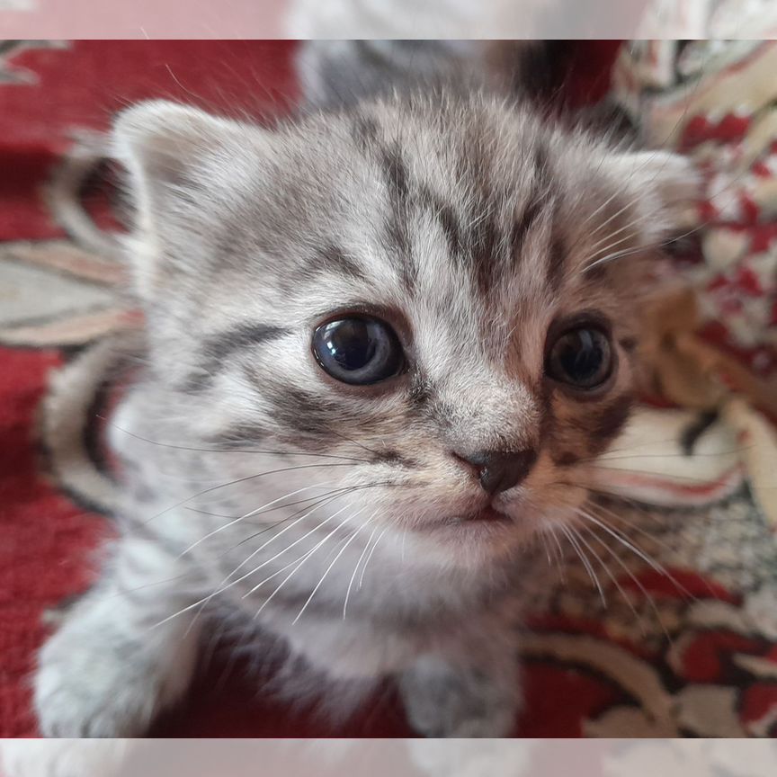 Шотландские вислоухие котята серые