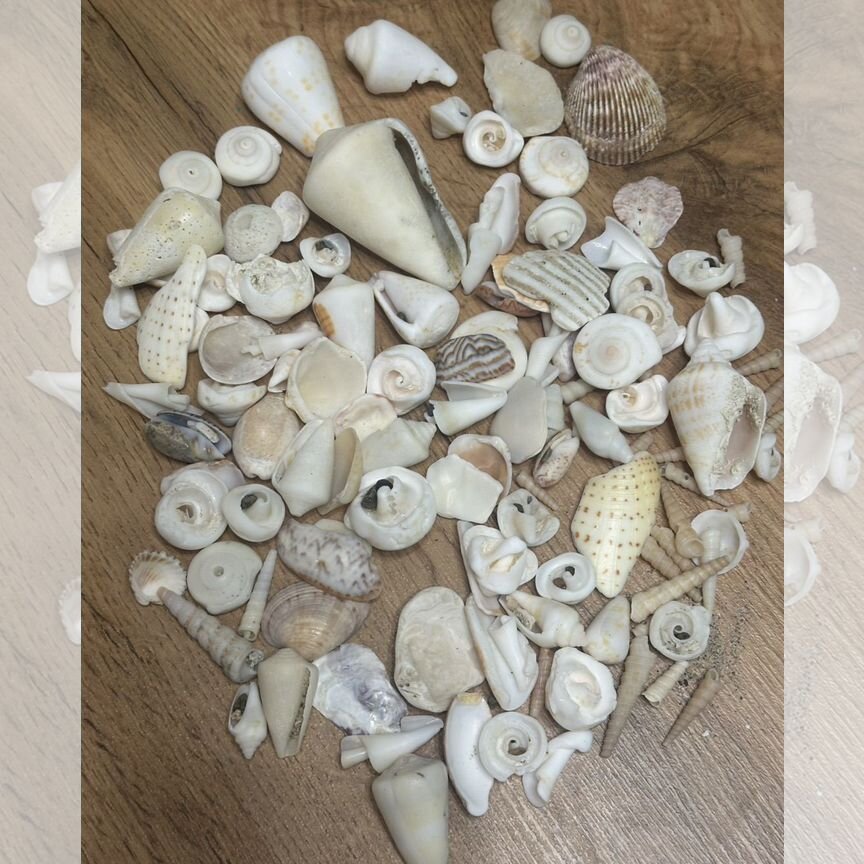 Ракушки морские для аквариума