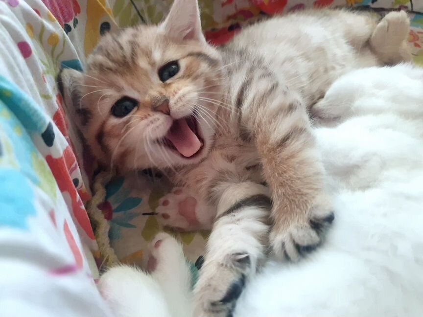 Шотландские котята 01.12.2023г