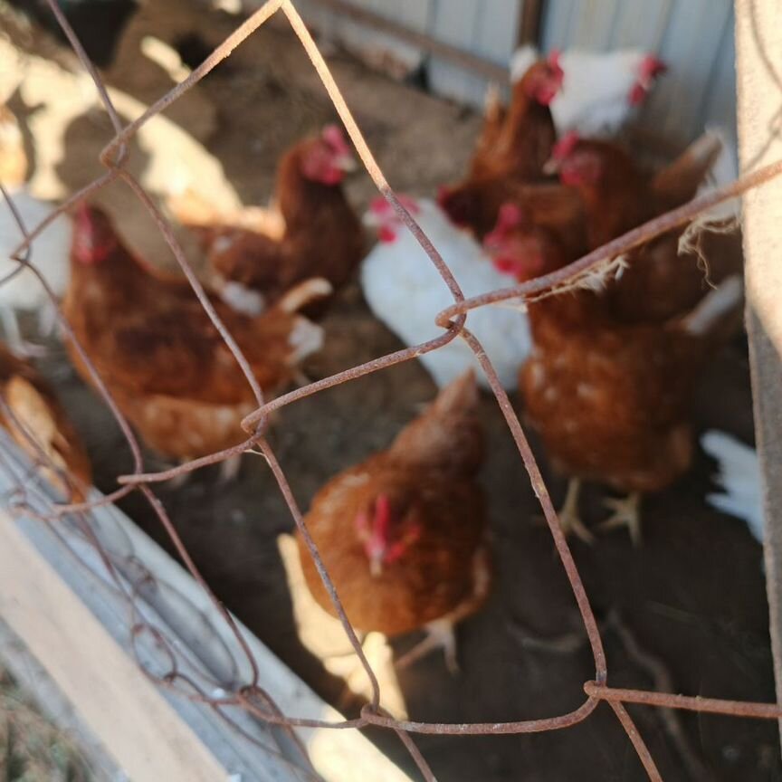 Продам кур