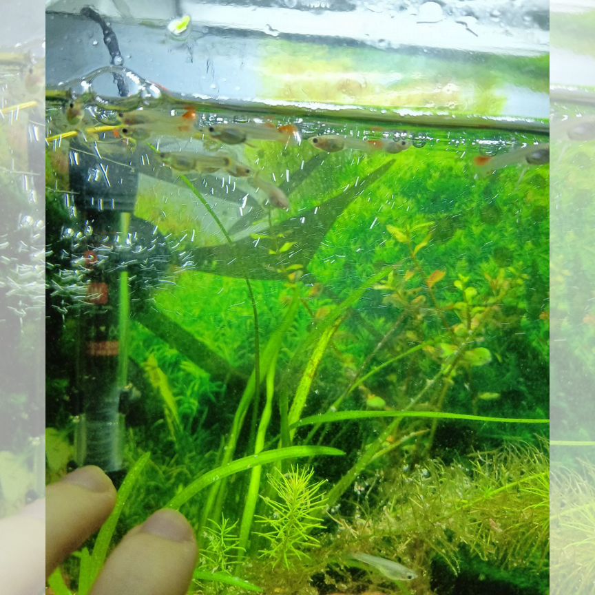 Мальки гуппи