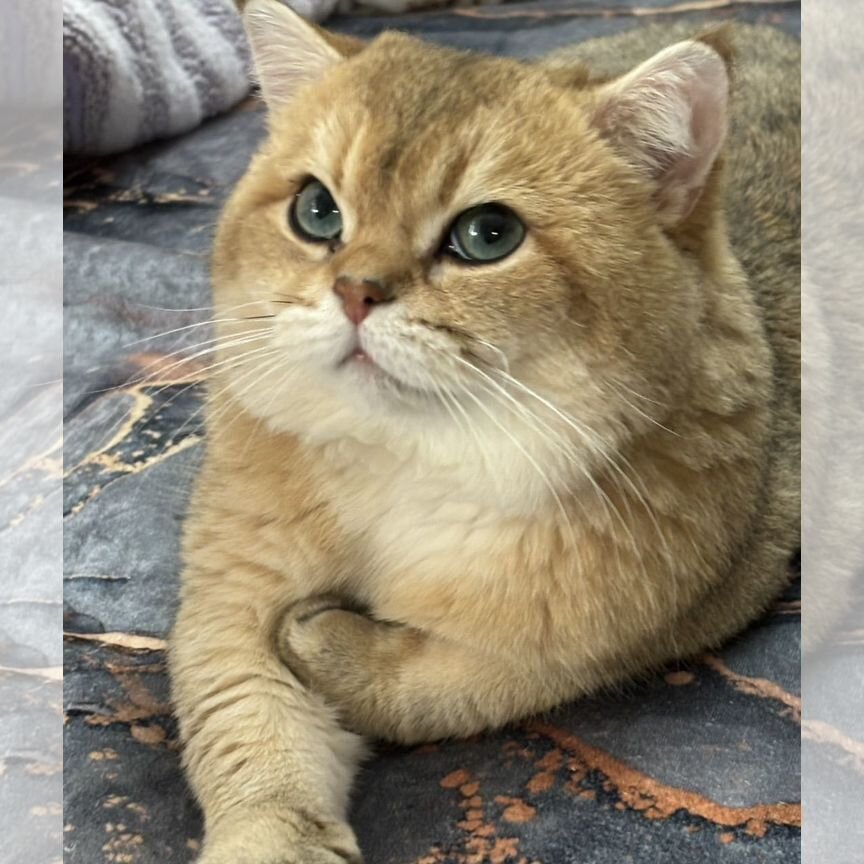 Британский короткошёрстный, взрослый кот