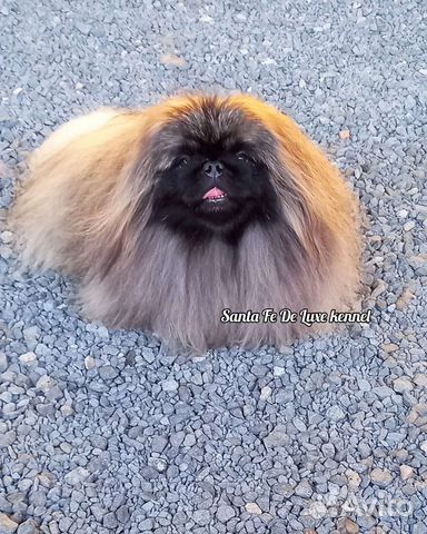 Пекинес кобель