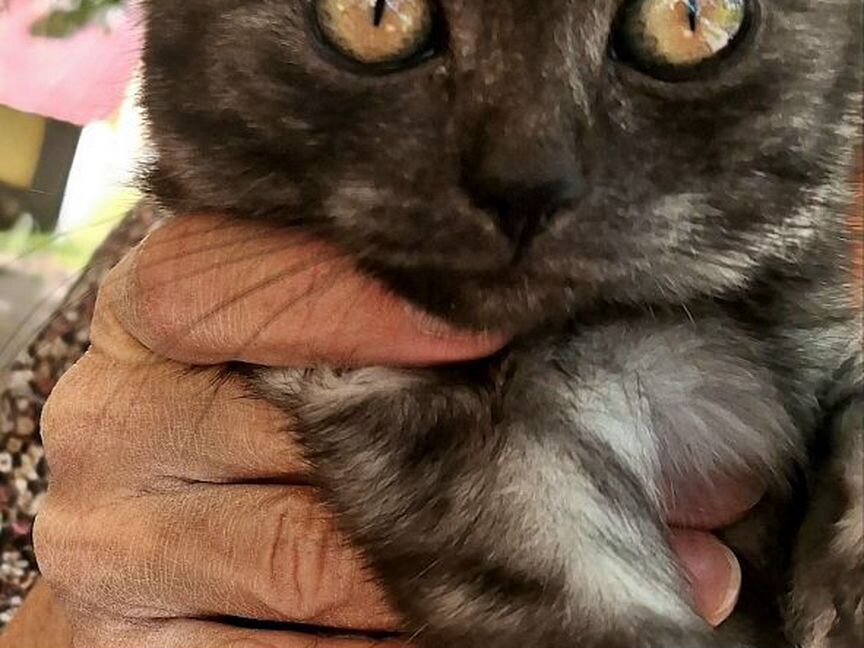 Кошечка красавица породистая