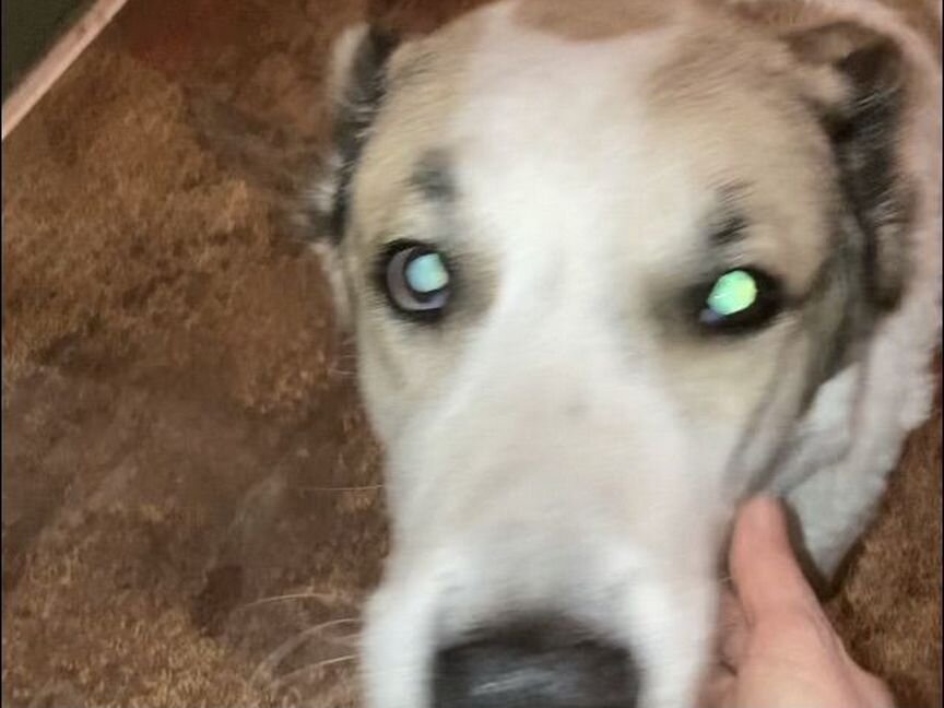 Помогите найти дом алабаю