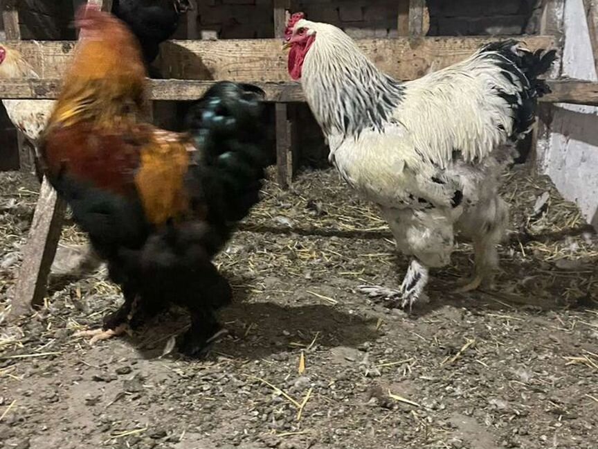 Породистые петухи: брама, легорн, домашний