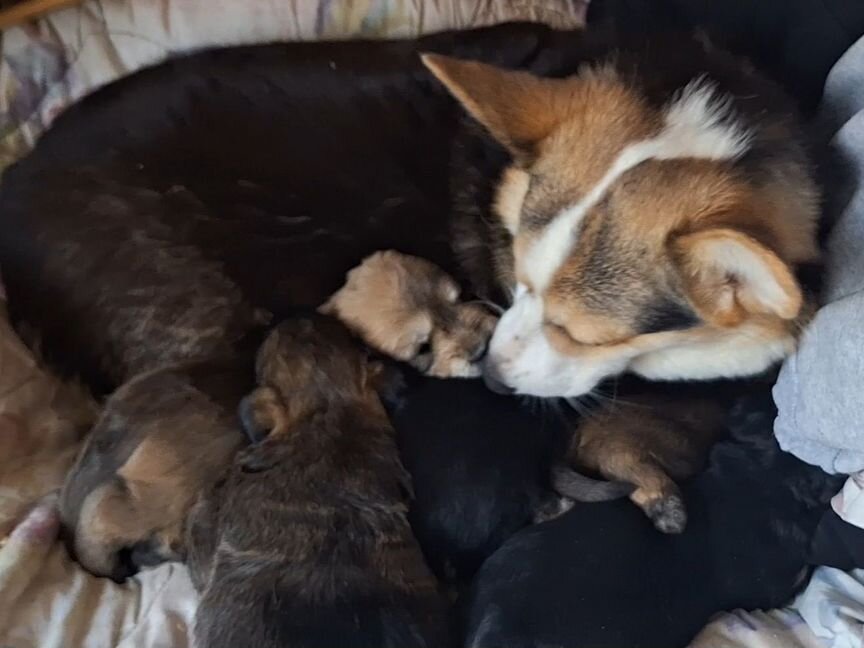 Корги в хорошие руки