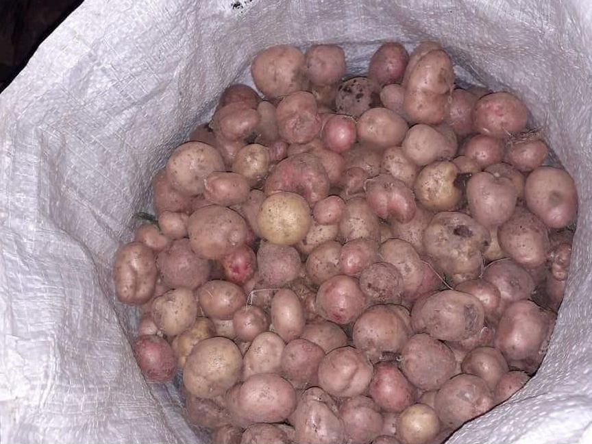 Продам мелкий картофель