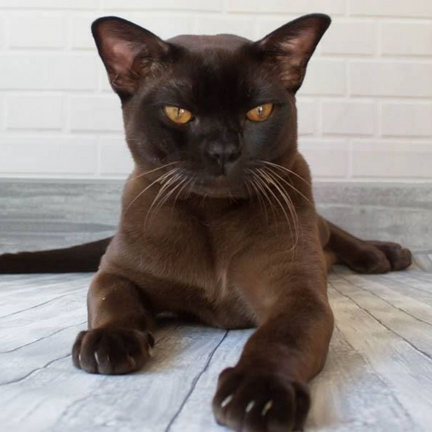 Европейский бурманский, взрослый кот