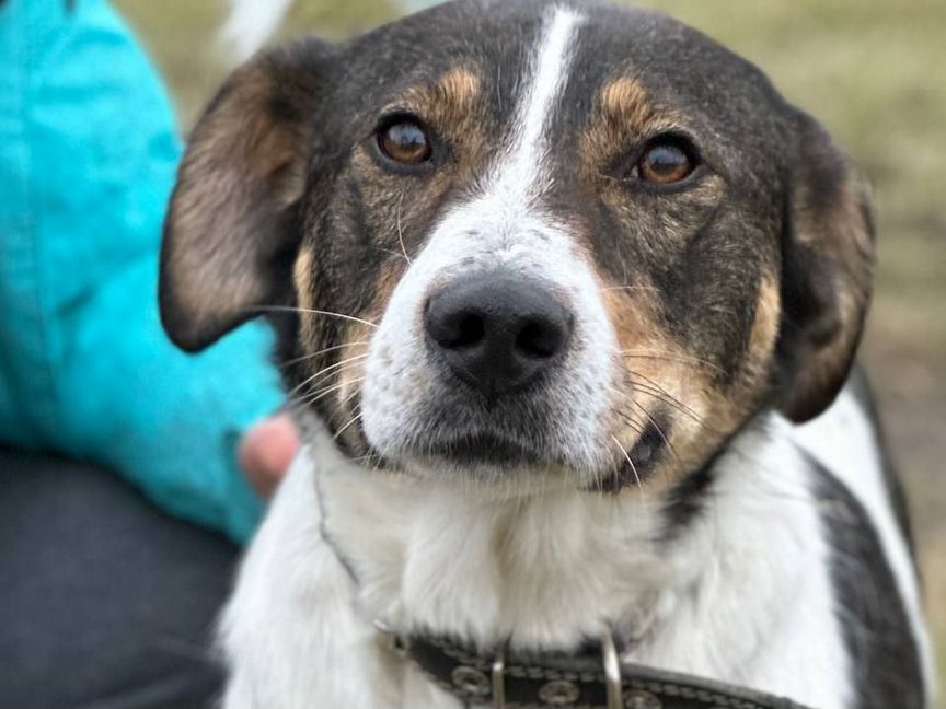 Дружелюбный пёс из приюта