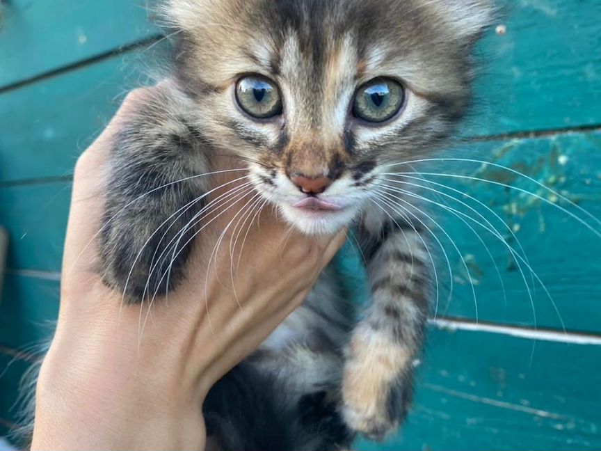 Котёнок с улицы девочка