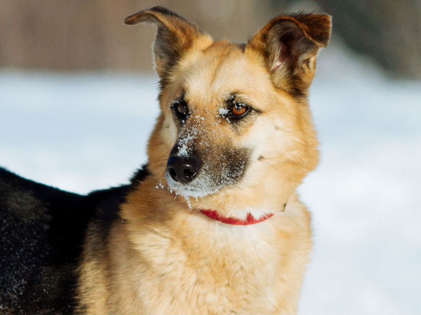 Собака-талисман в добрые руки. Удача