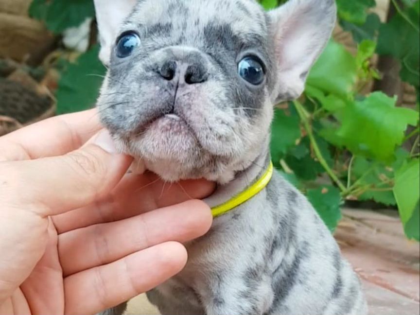 Французская булочка мини