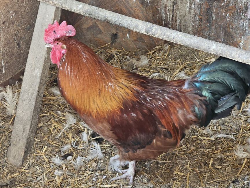 Петухи добрые )