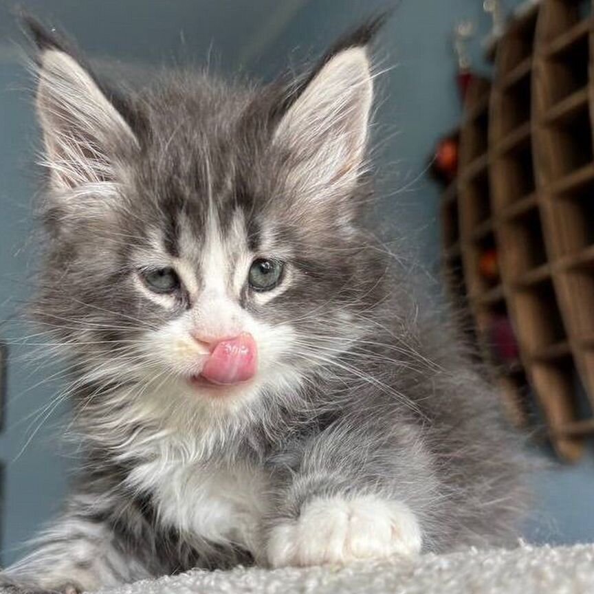 Мейн-кун котёнок