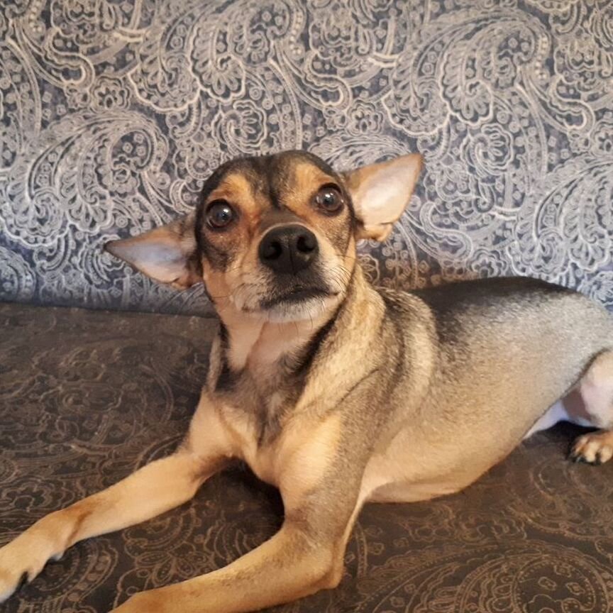 Маленькая собака Арчи, 8кг, в добрые руки