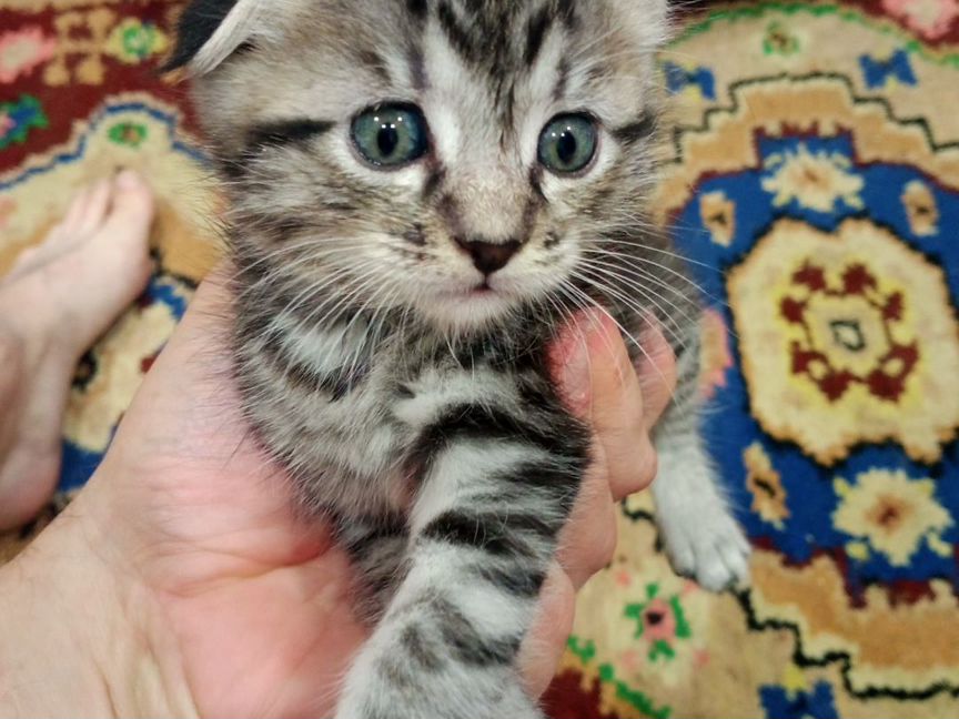 Шотландская вислоухая