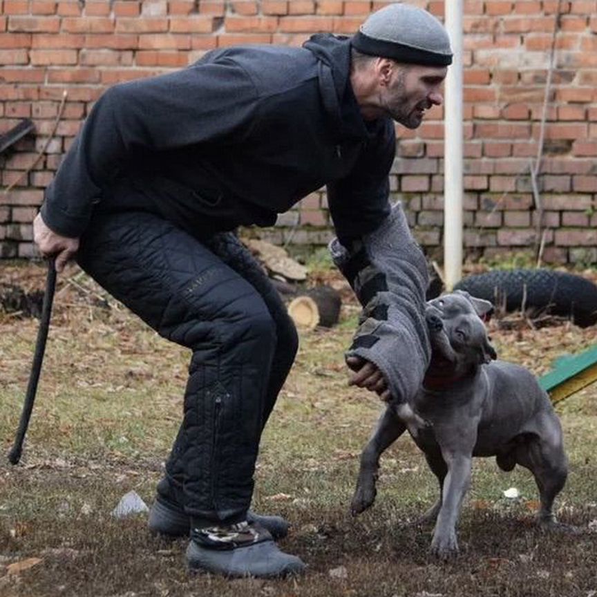 Американский стаффордширский терьер, взрослый пёс