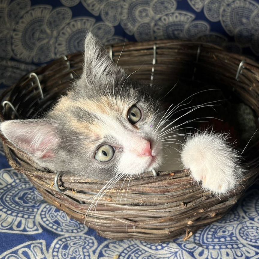 Котёнок в добрые руки