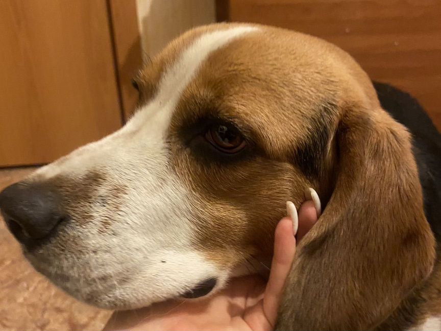 Найдена собака