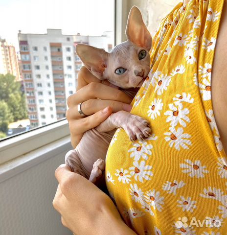 Канадский сфинкс