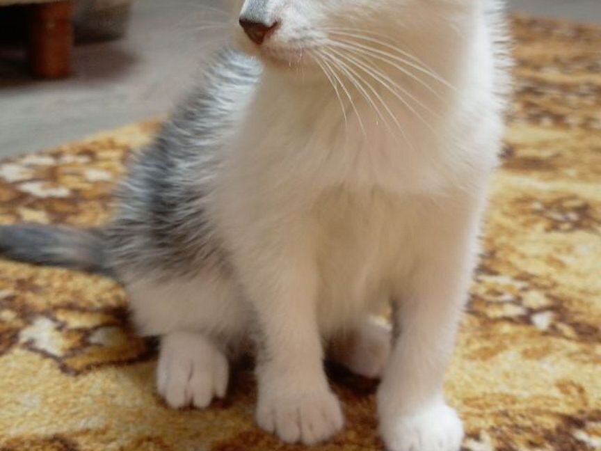 Кошки в добрые руки бесплатно