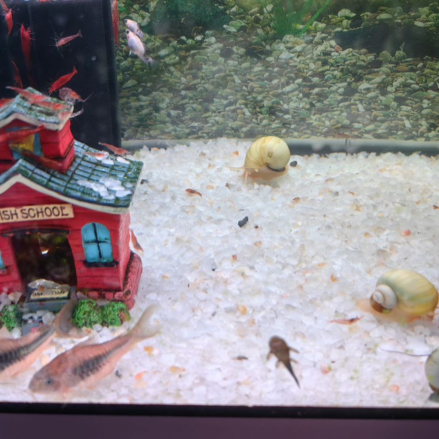 Грунт для аквариума