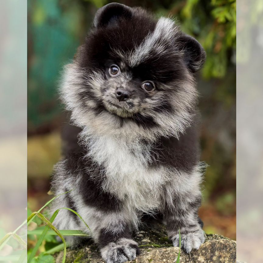 Померанский шпиц, щенок