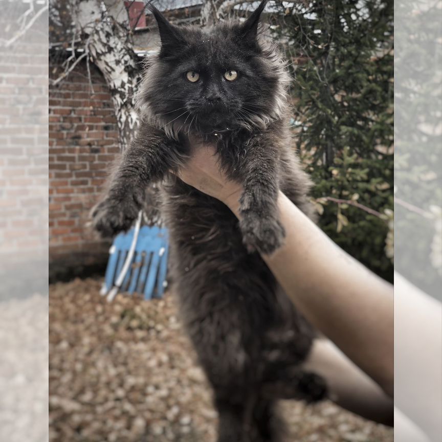 Мейн-кун котёнок