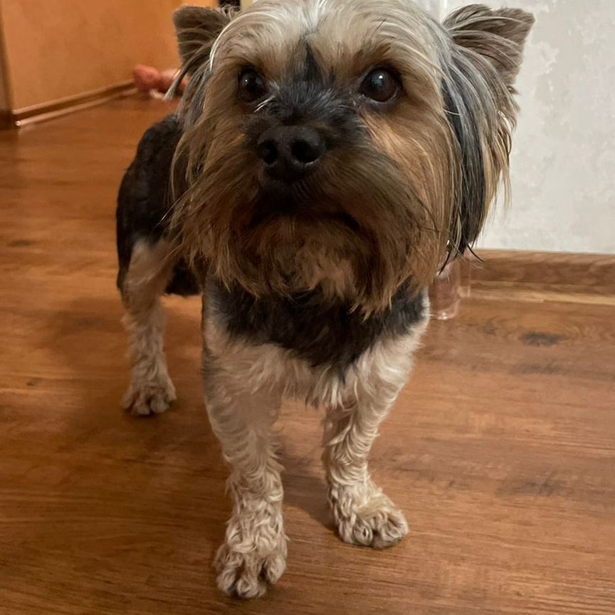 Йоркширский терьер, взрослый пёс