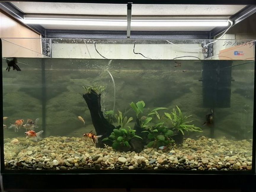 Аквариум на 150 литров
