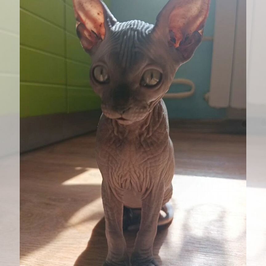 Донской сфинкс котёнок