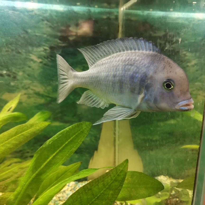 Рыба дельфин