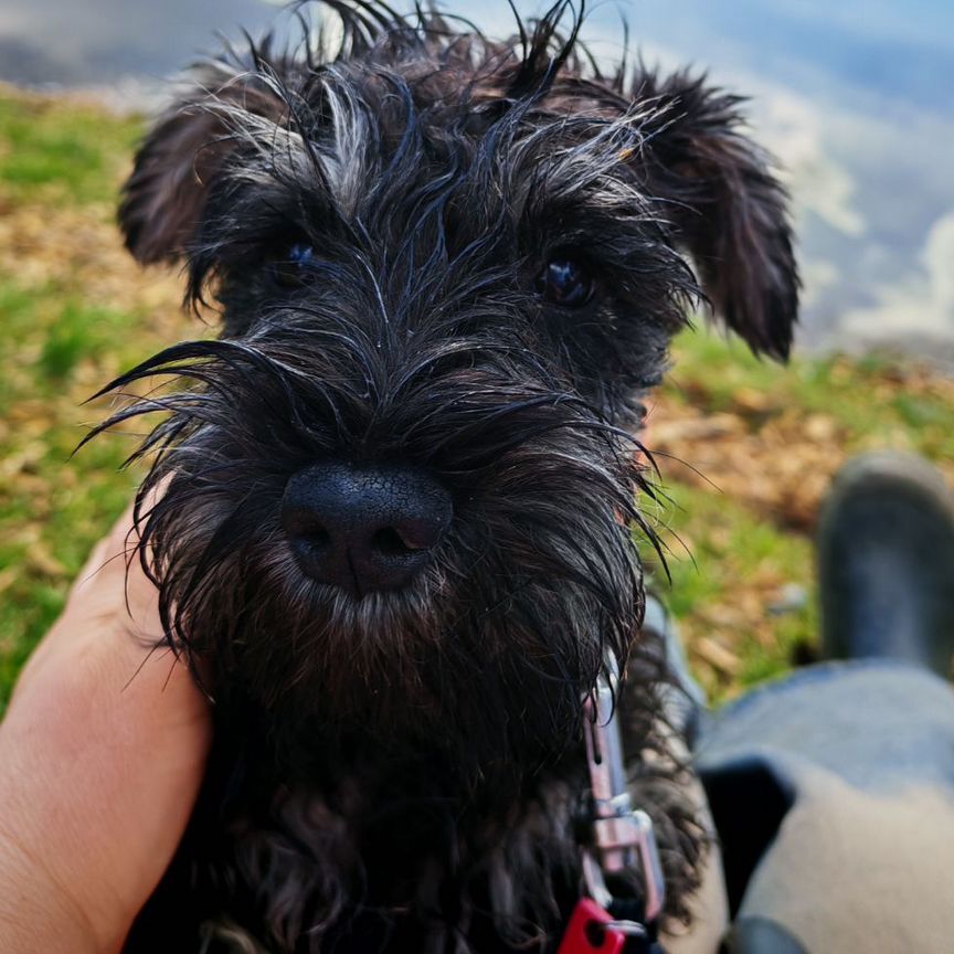 Цвергшнауцер, щенок