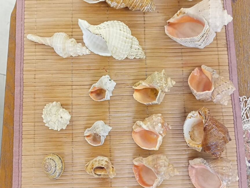 Ракушки морские