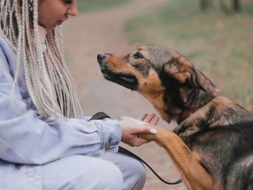 Эля ищет семью (1,5г., стерилизована)