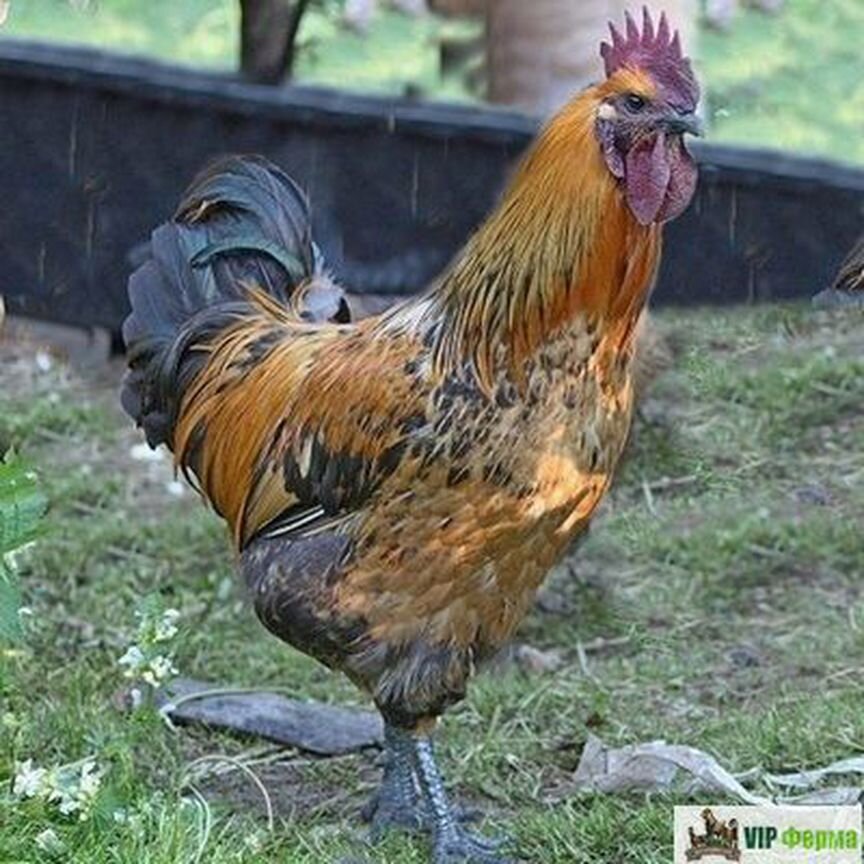 Продам кур лакеданзи