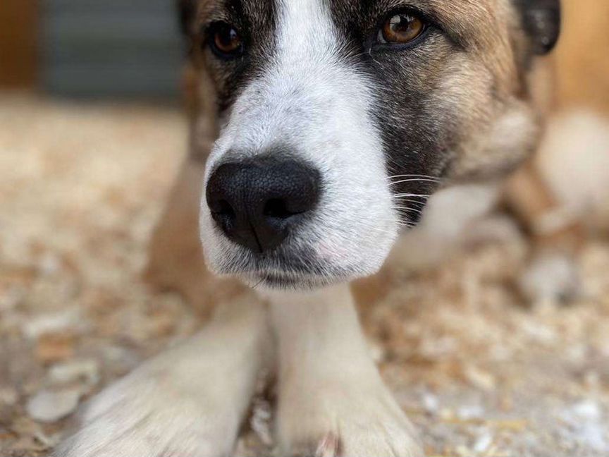 Собака в добрые руки