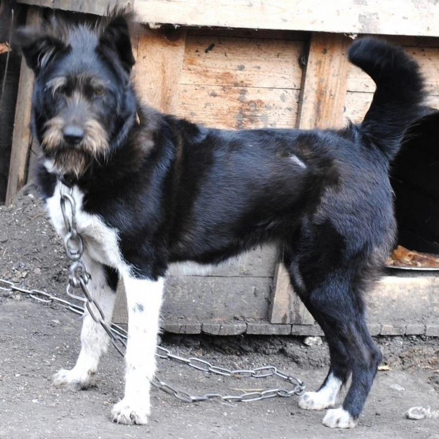 Бородатое чудо в добрые руки