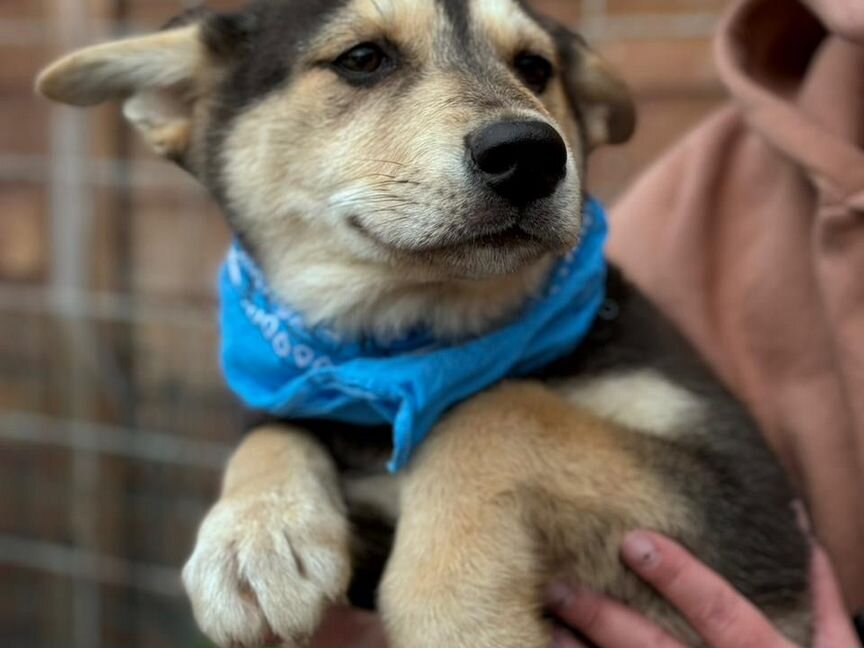 Щенок мальчик в добрые руки бесплатно