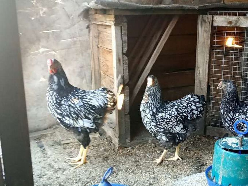 Виандот серебро