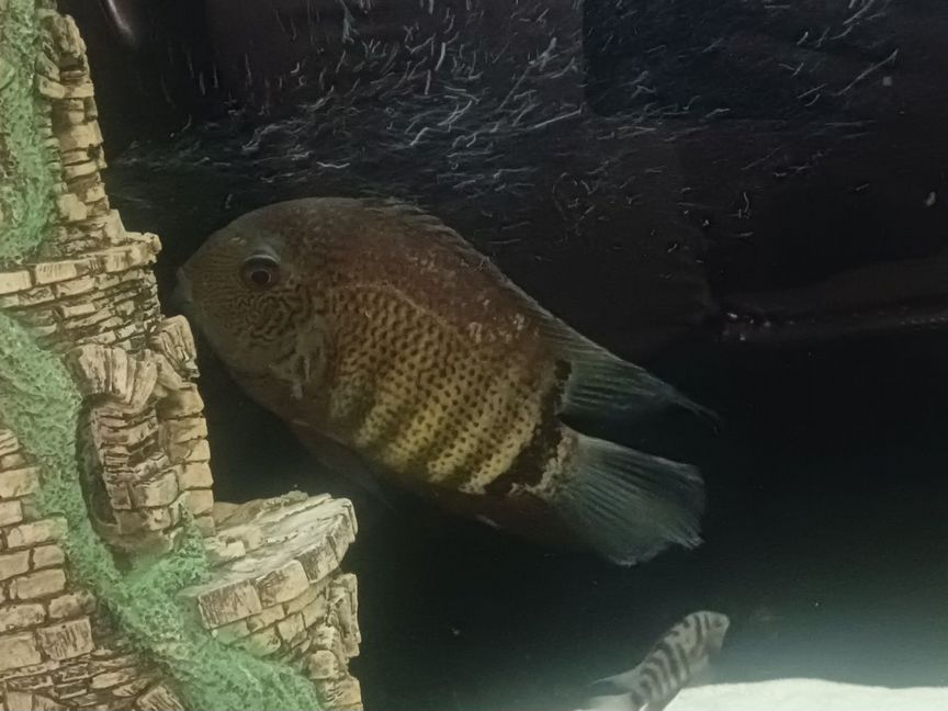 Продам северума